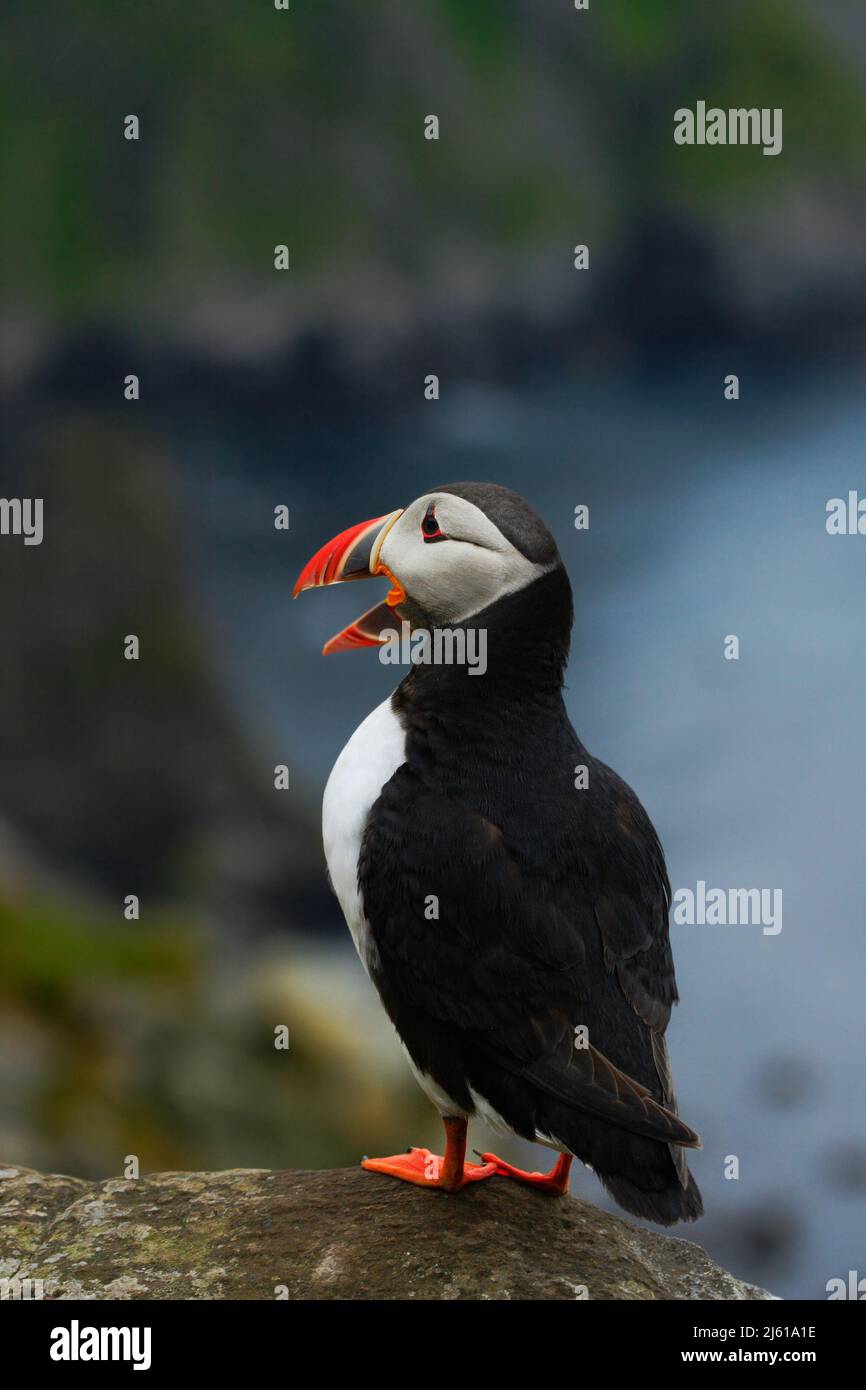 Atlantic Puffin, Fratercula artica, Arctic black and white cute bird ...