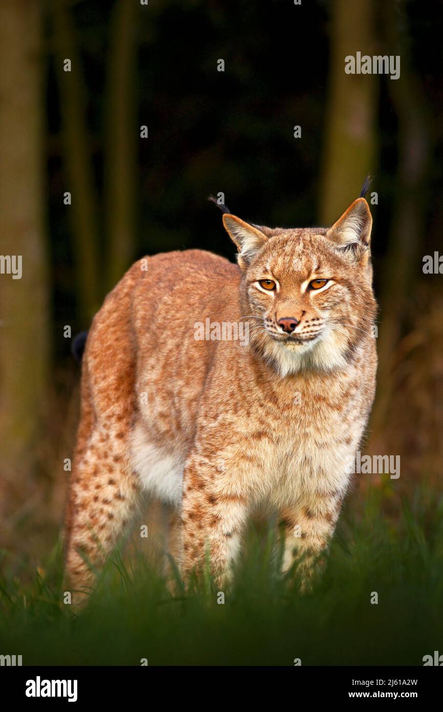 Lynx in the forest. Wild cat in the nature forest habitat. Eurasian ...