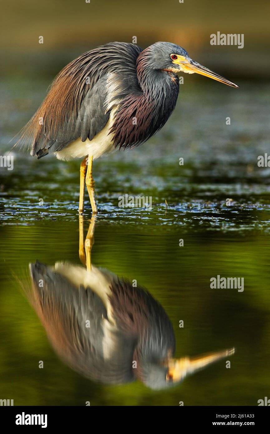 Tricolor plumes hi-res stock photography and images - Alamy
