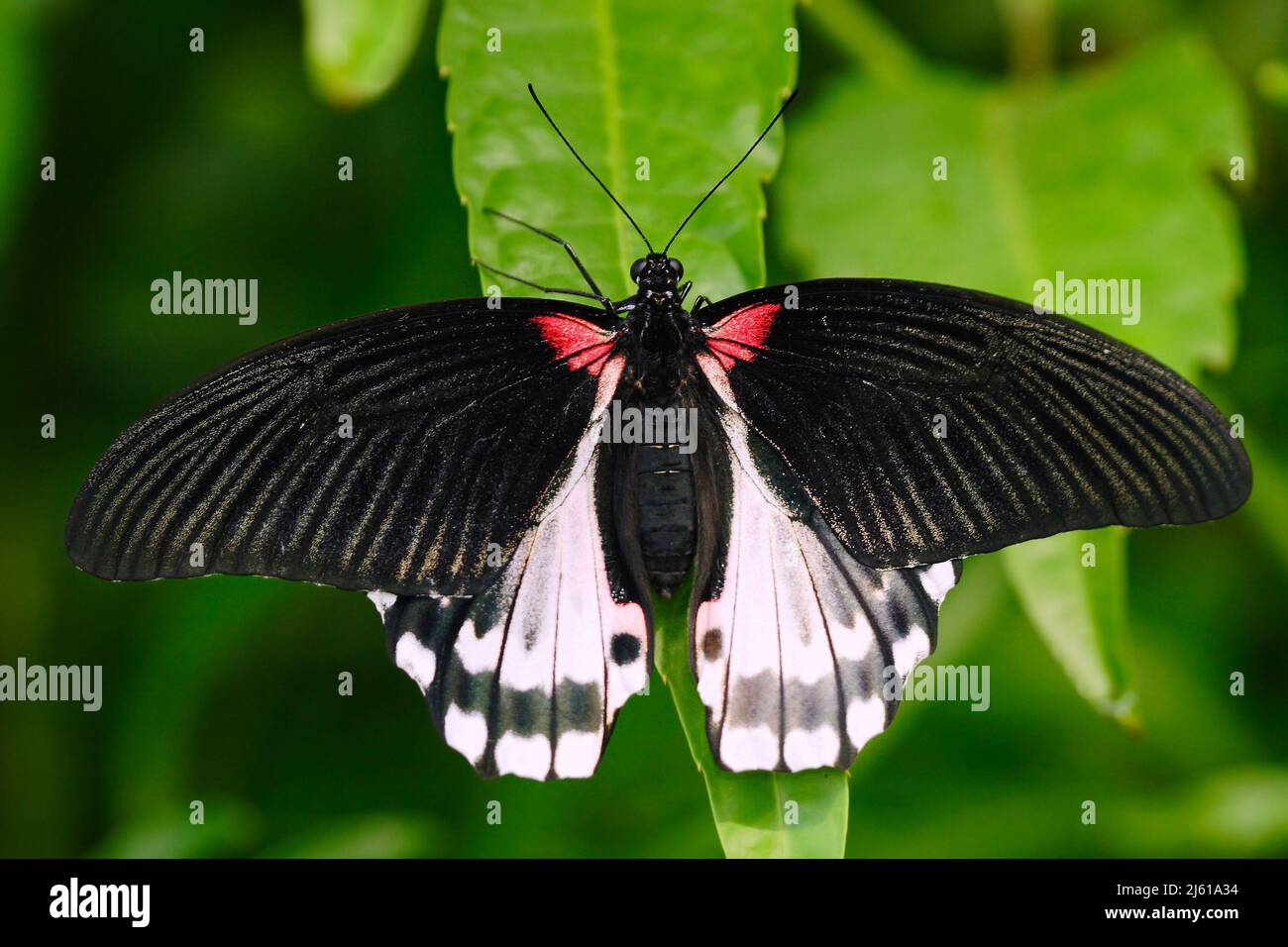 Beautiful butterfly from Borneo. Scarlet swallowtail, Papilio ...