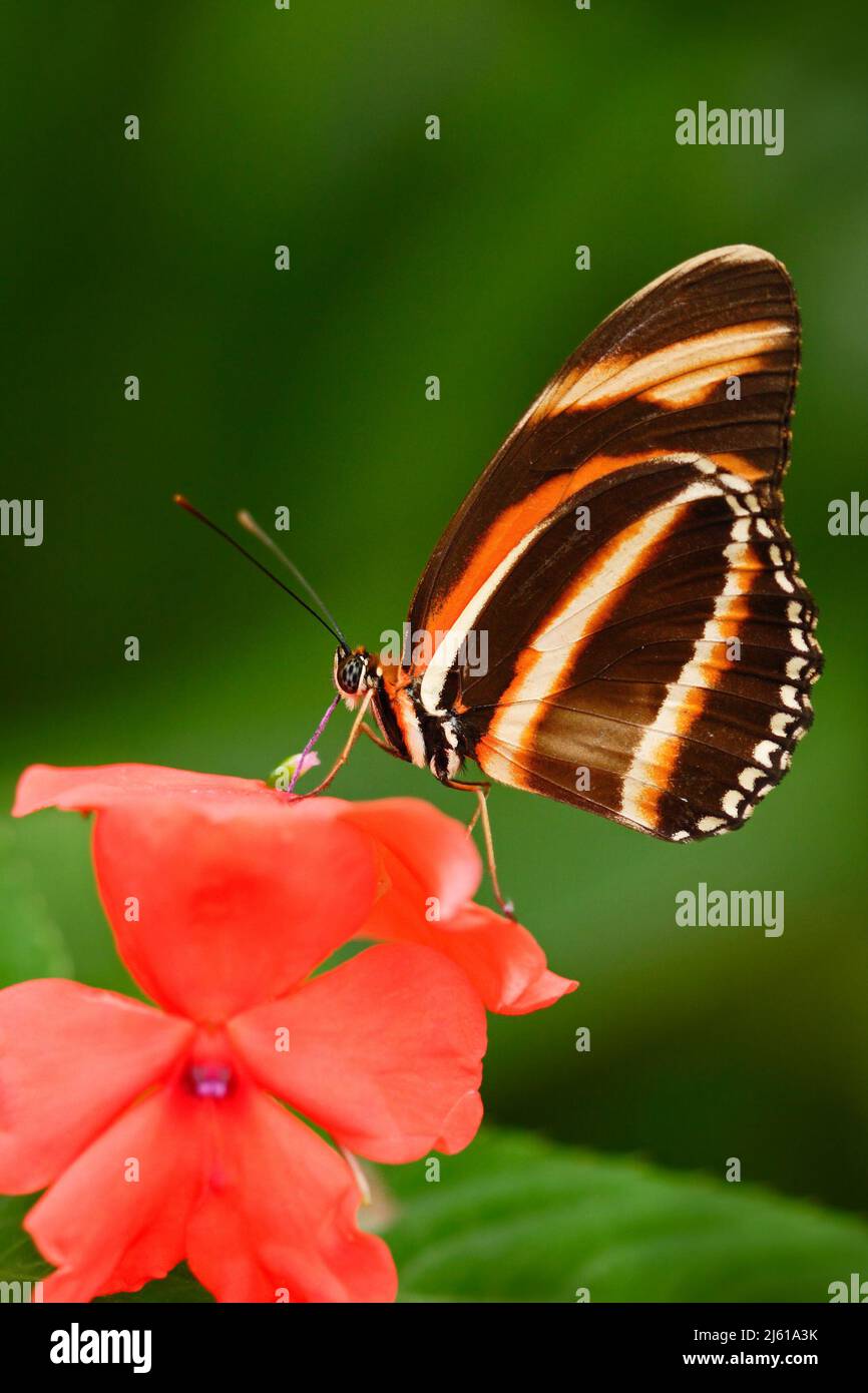 Beautiful orange butterfly Zebra Longwing, Heliconius charitonius ...
