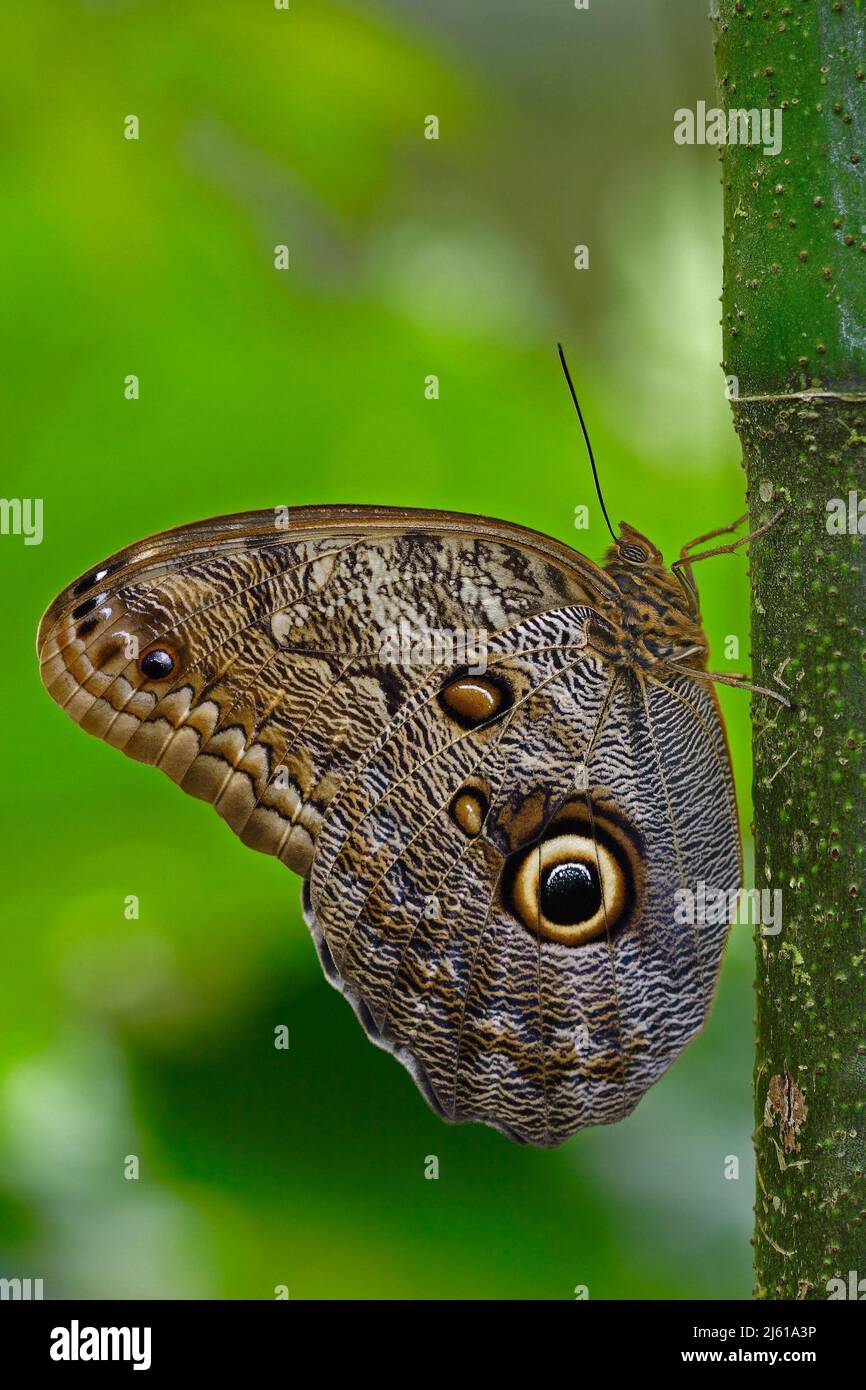 Butterfly in the green forest. Beautiful butterfly Blue Morpho, Morpho ...