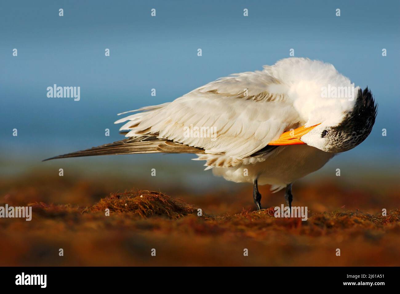 Bird cleaning plumage. Tern in the water. Royal Tern, Sterna maxima or ...