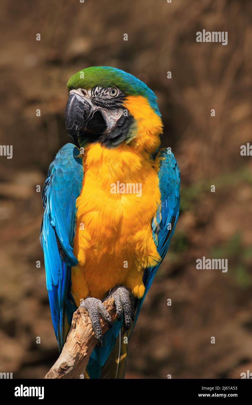 Beautiful parrot. Portrait of blue-and-yellow macaw, Ara ararauna, also known as the blue-and ...