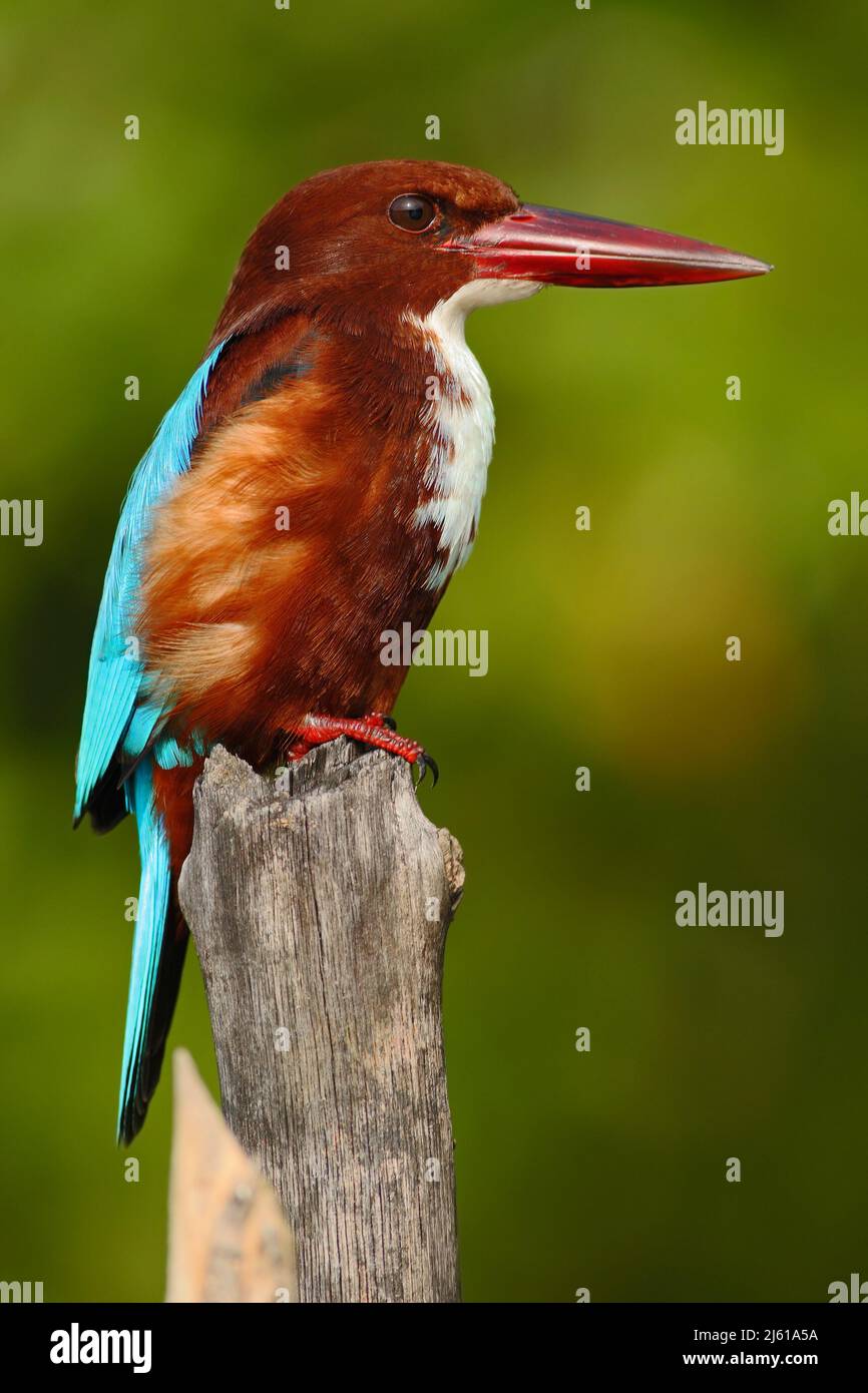 Beautiful bird from India. White-throated Kingfisher, Halcyon ...