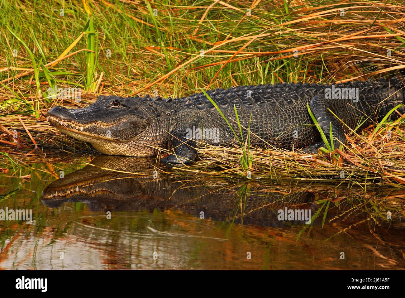 American Alligator, Alligator mississippiensis, NP Everglades, Florida ...