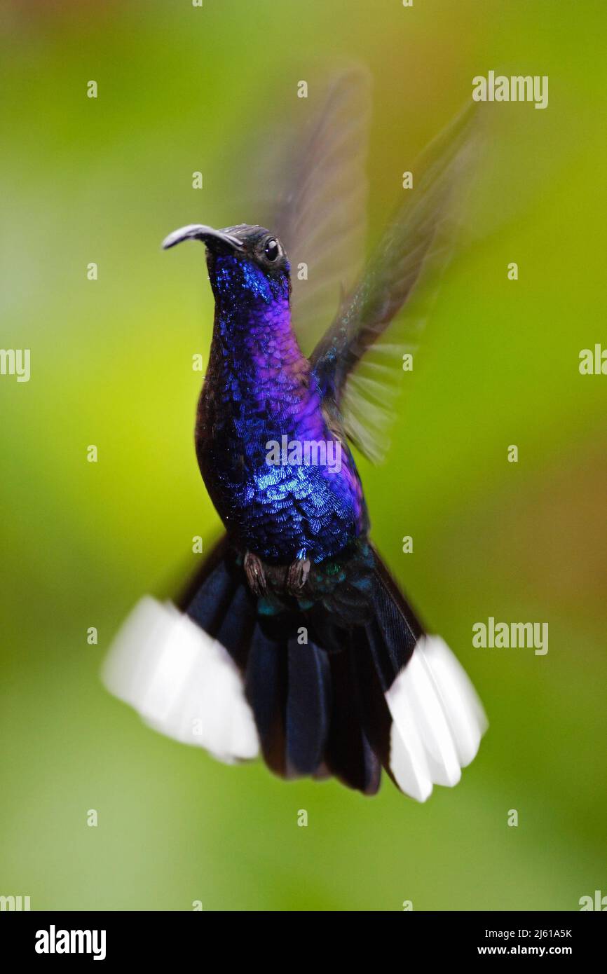 Flying big blue Hummingbird Violet Sabrewing with blurred green ...