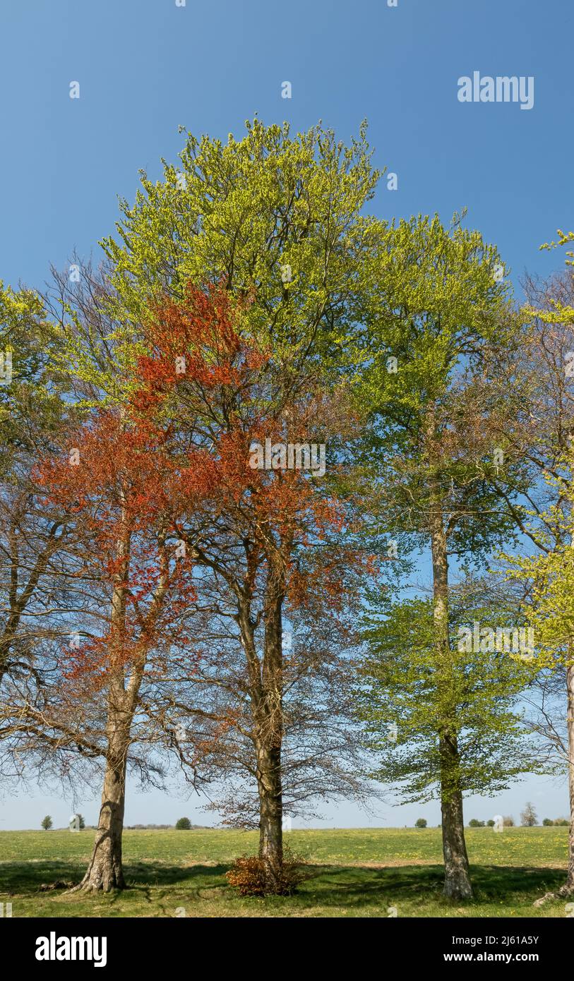 beautiful spring English beech trees (Fagus sylvatica) set against a ...