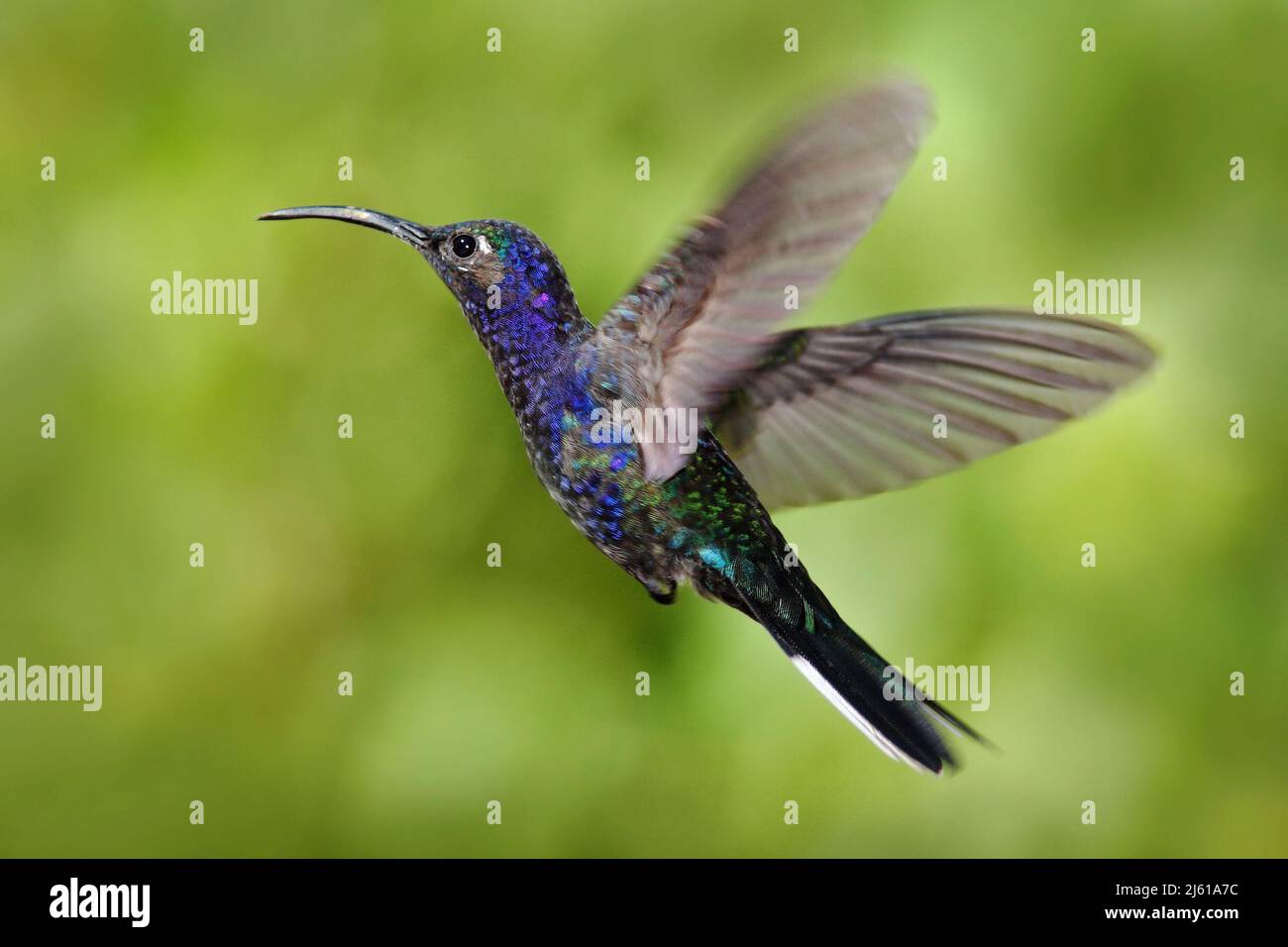 Flying big blue bird Violet Sabrewing with blurred green background ...