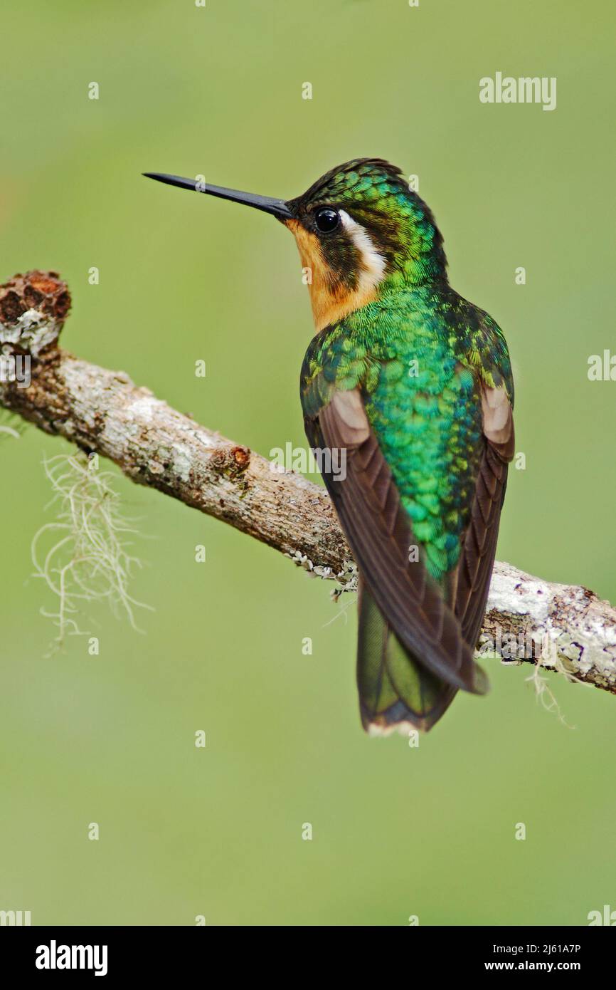 Beautiful hummingbird. Orange and green small bird from mountain cloud ...
