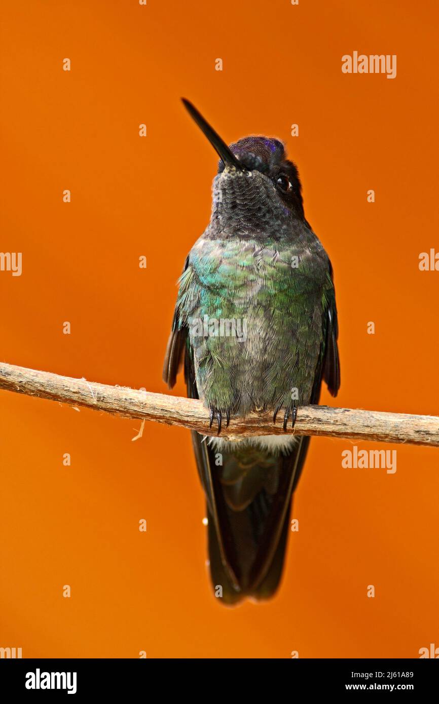 Costa rica hummingbird head in flower hi-res stock photography and ...