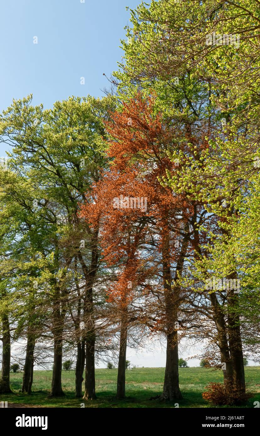 beautiful spring English beech trees (Fagus sylvatica) set against a ...