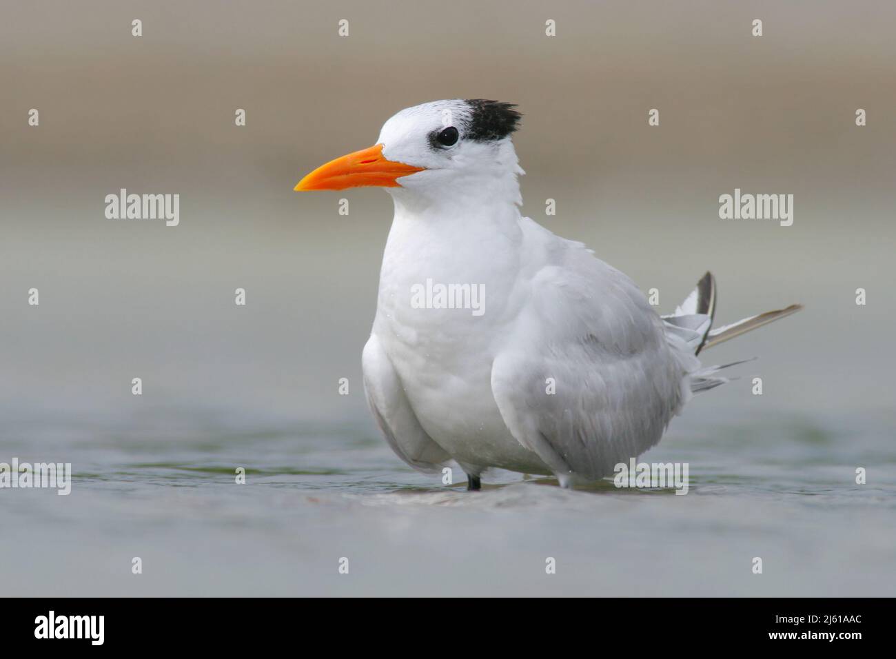 Tern in the water. Royal Tern, Sterna maxima or Thalasseus maximus ...