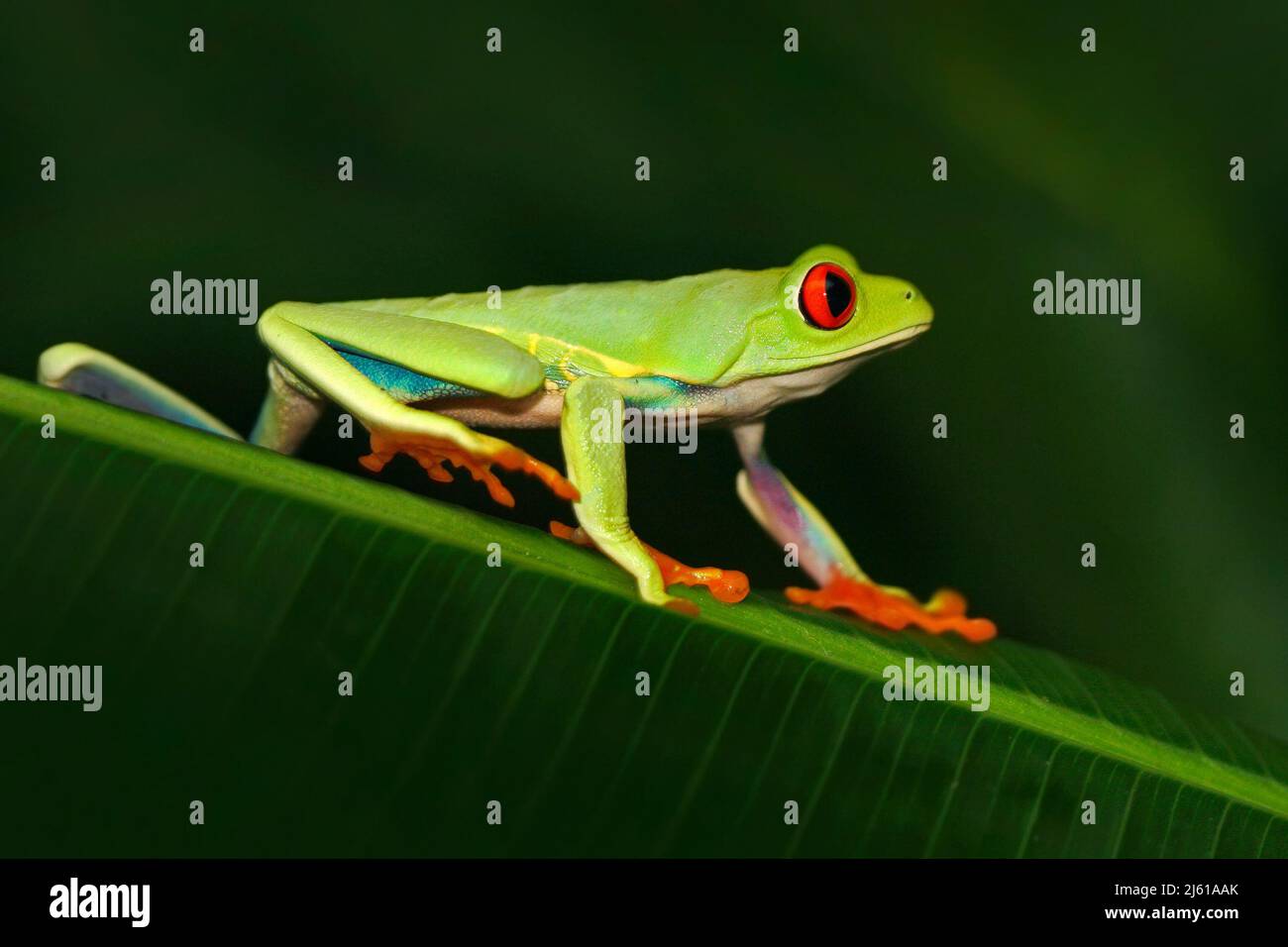 Red-eyed Tree Frog, Agalychnis callidryas, animal with big red eyes, in ...