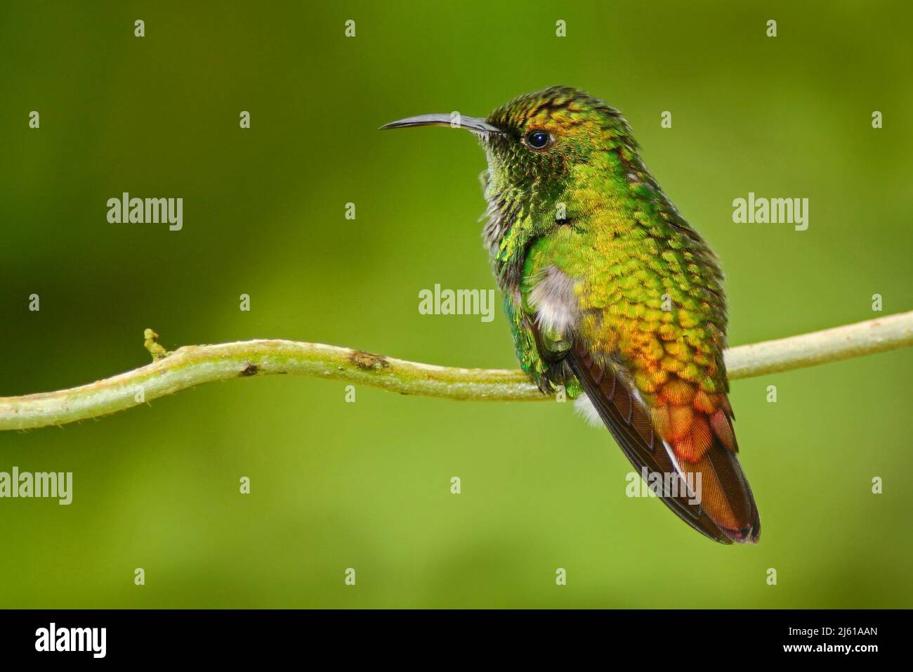 Beautiful hummingbird. Coppery-headed Emerald, Elvira cupreiceps ...