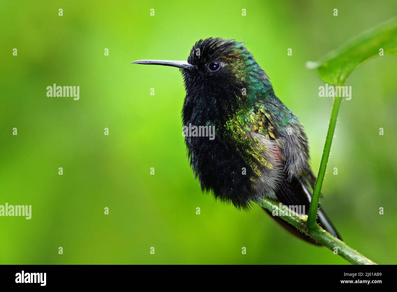 Black-Bellied Hummingbird, Eupherusa nigriventris, rare endemic ...