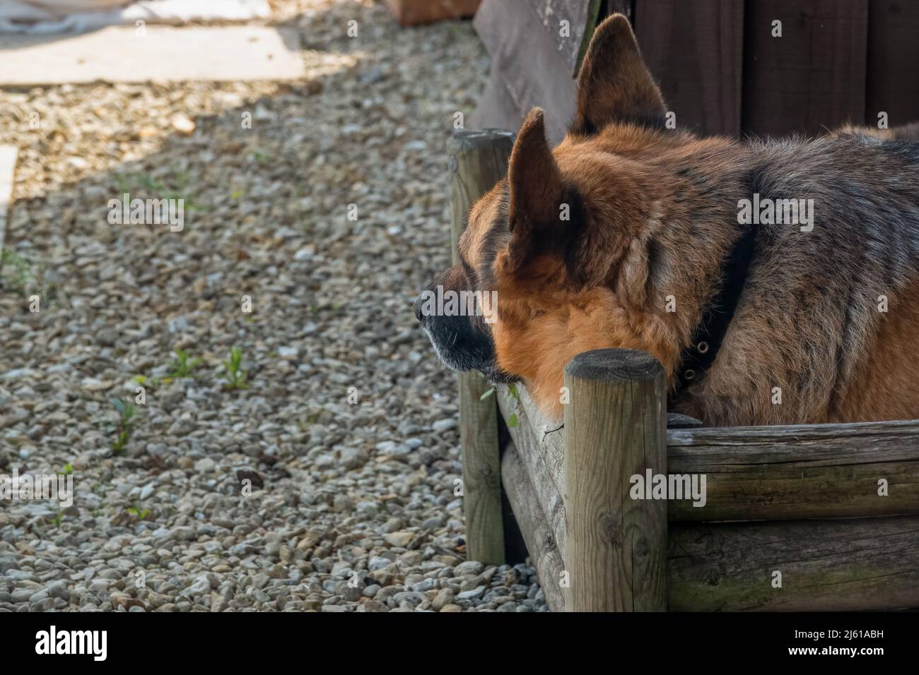 head shot of a beautiful alsatian german shepherd bitch (Canis lupus ...