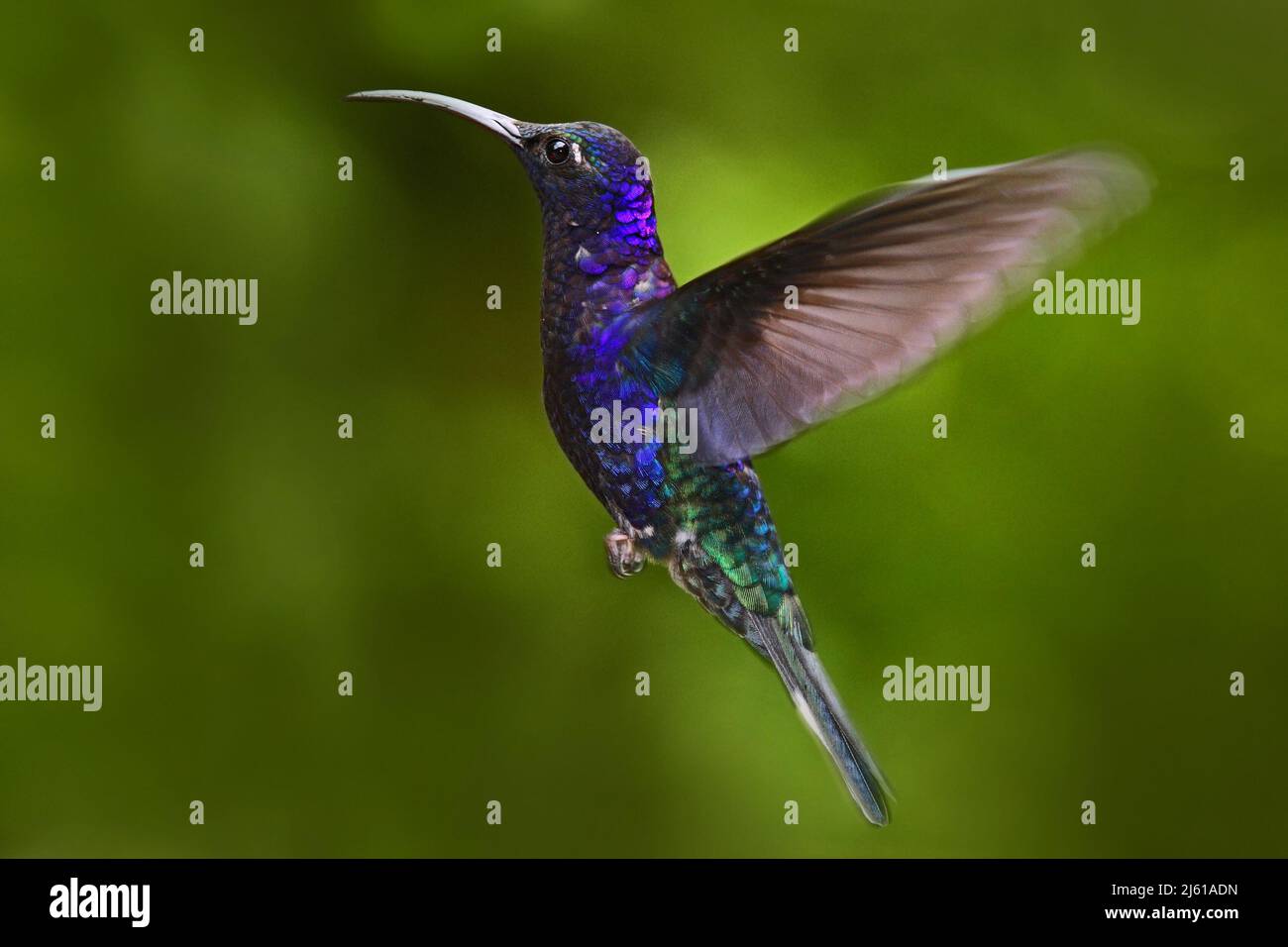 Flying big blue bird Violet Sabrewing with blurred green background ...