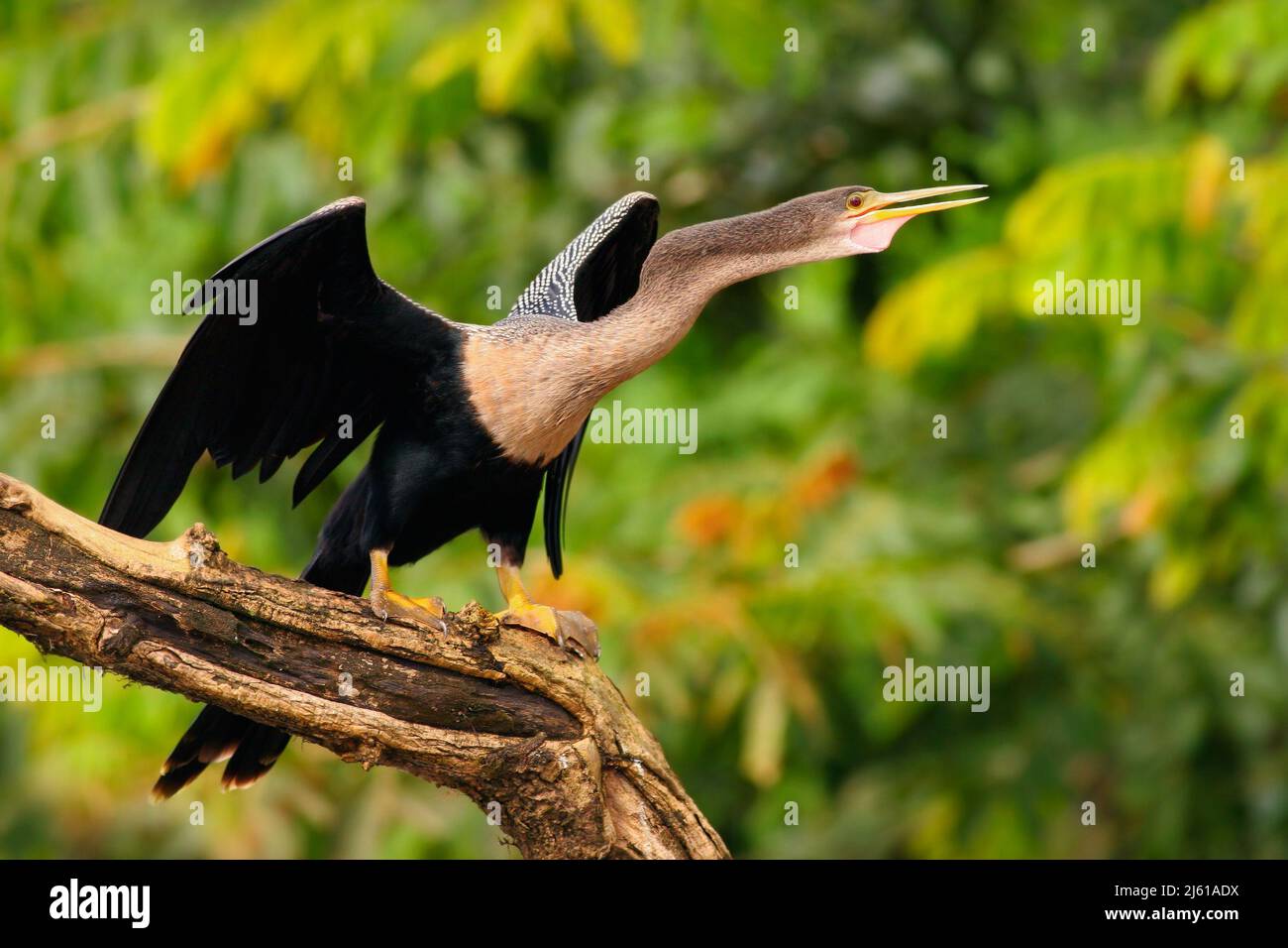 Anhinga, water bird in the river nature habitat from Costa Rica. Bird ...