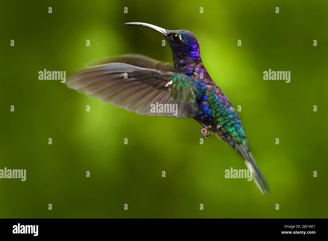 Blue hummingbird in fly Stock Photo - Alamy