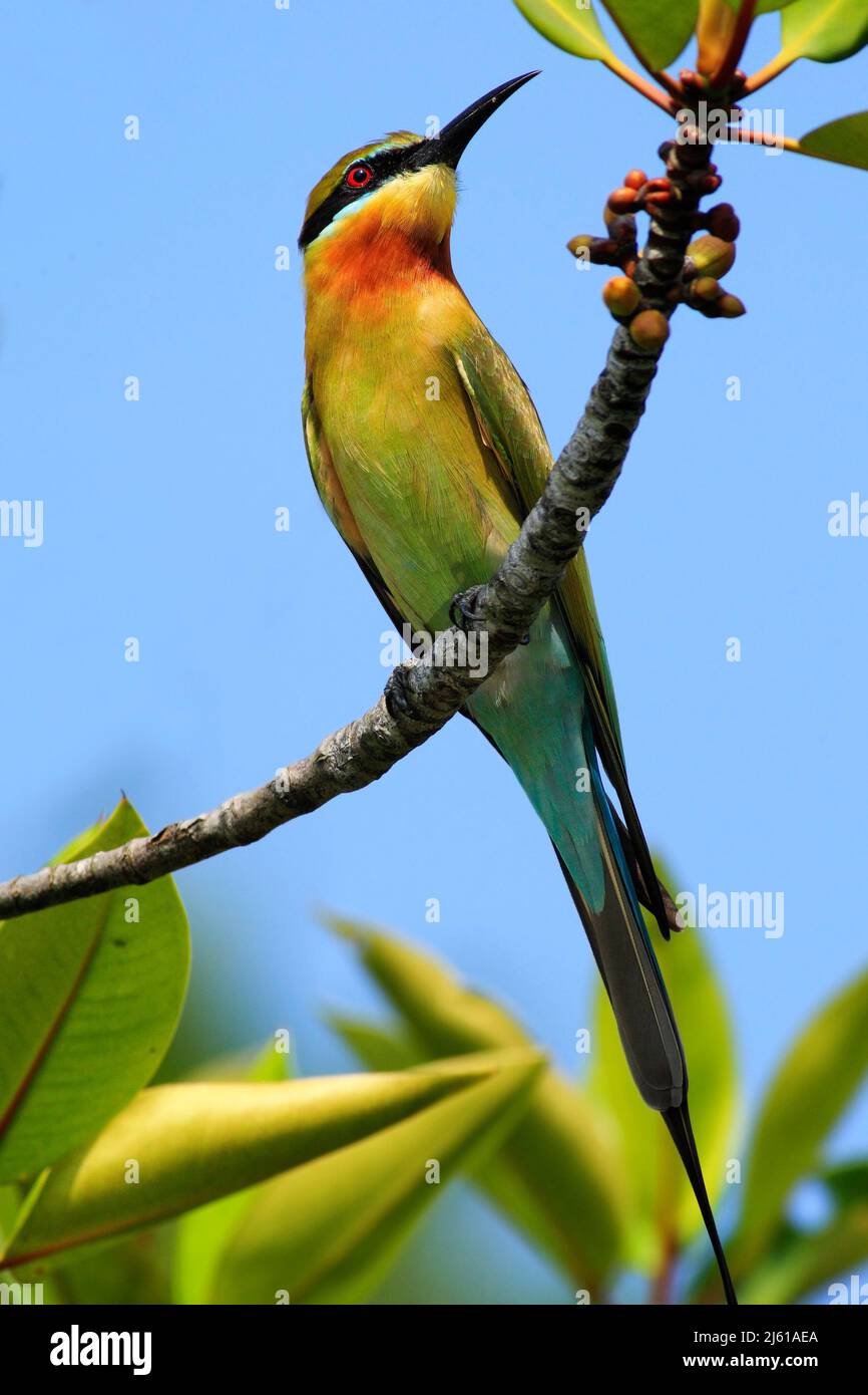 Blue-tailed Bee-eater Merops philippinus perching on twig, green and ...