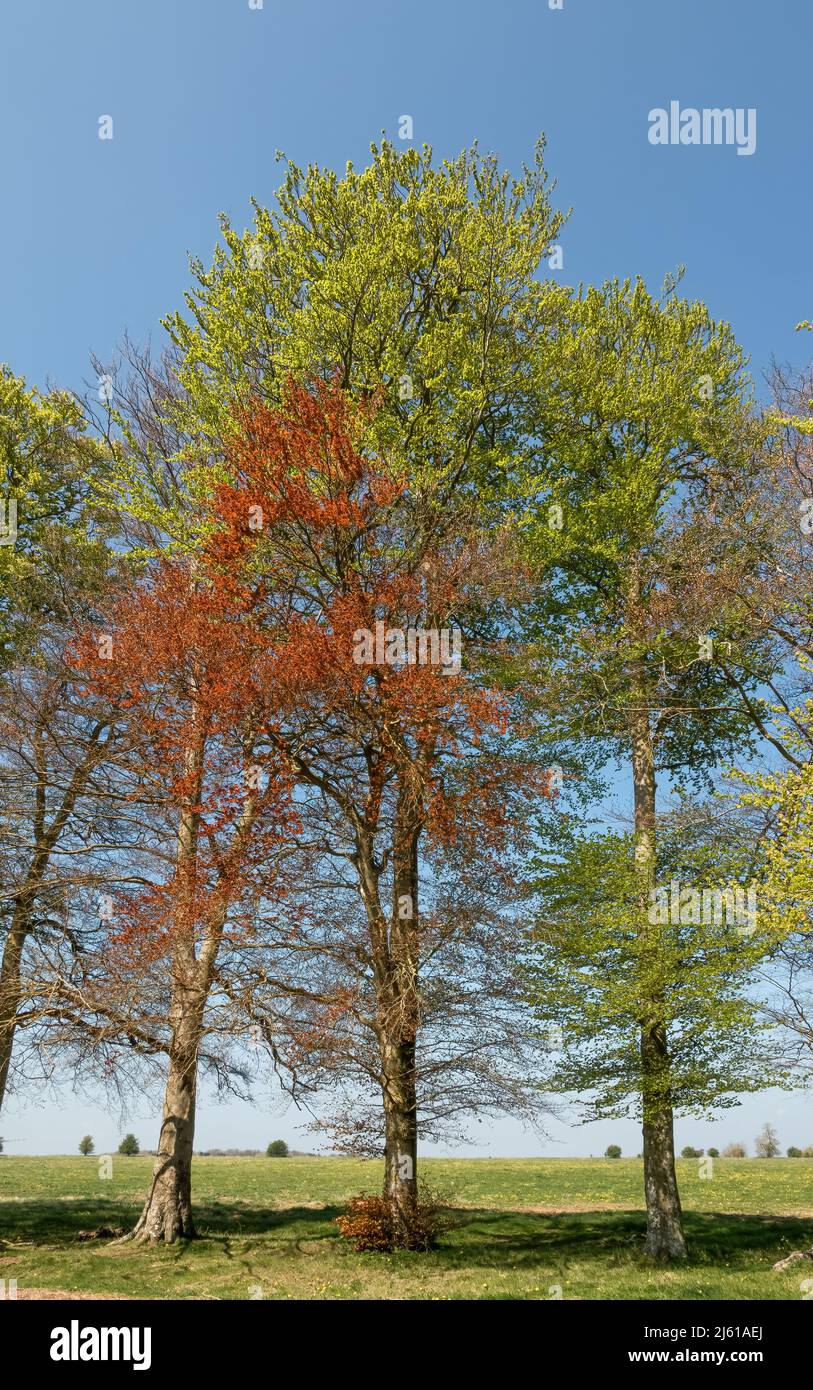 English beech trees hi-res stock photography and images - Alamy