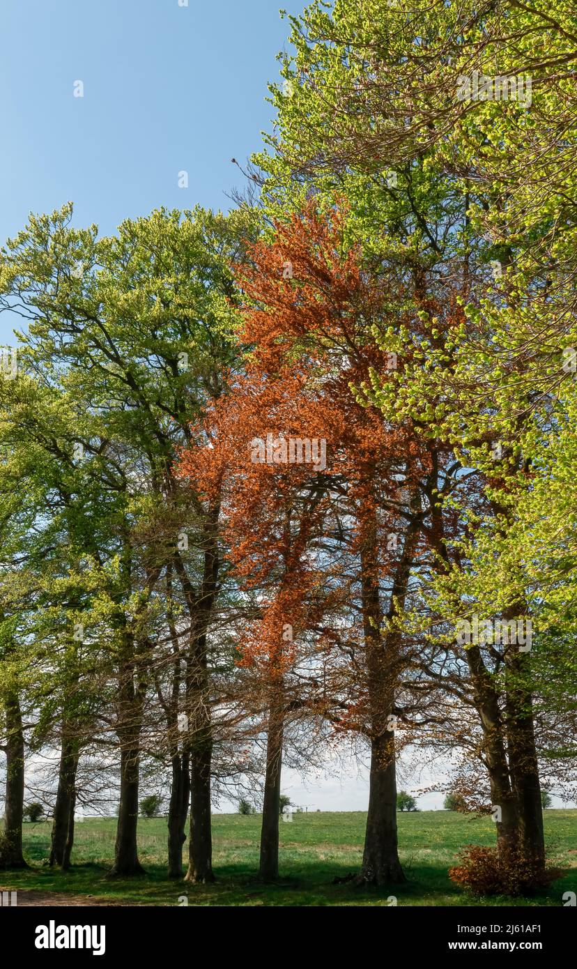 beautiful spring English beech trees (Fagus sylvatica) set against a ...