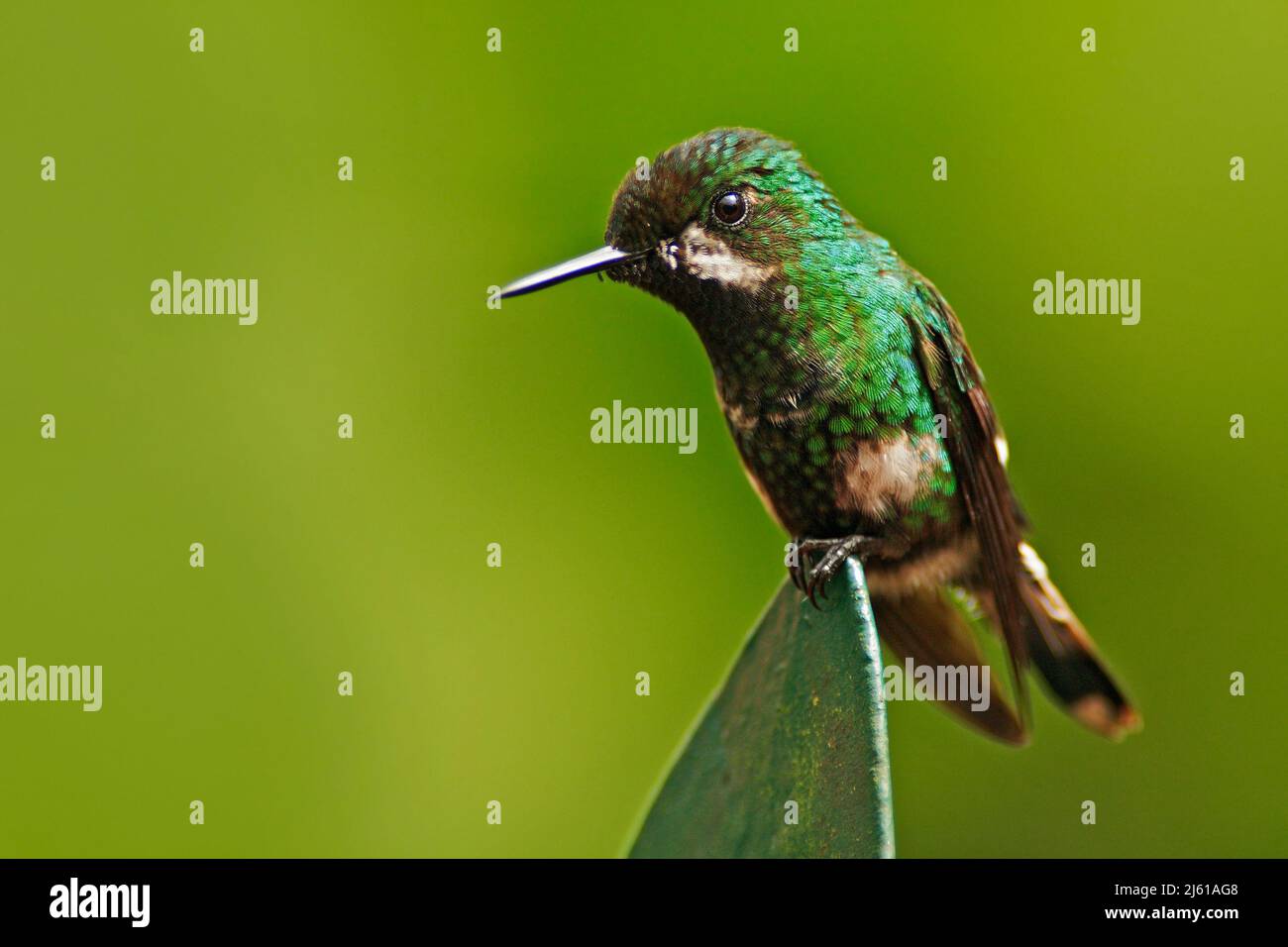 White tailed sabrewing hummingbird hi-res stock photography and images ...