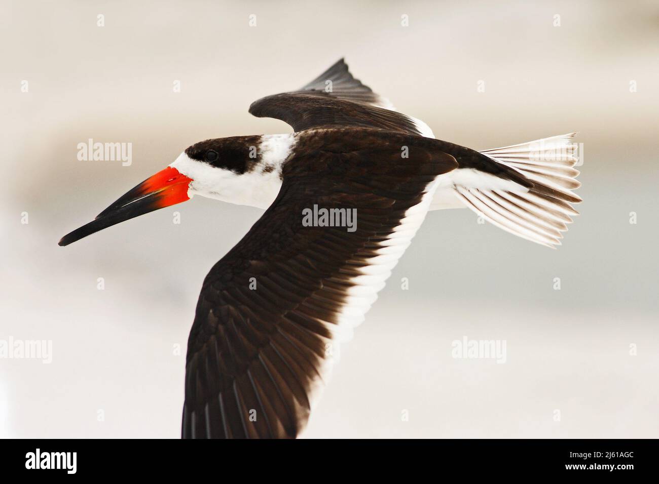 Black Skimmer, Rynchops niger, beautiful tern in fly. Black Skimmer in ...