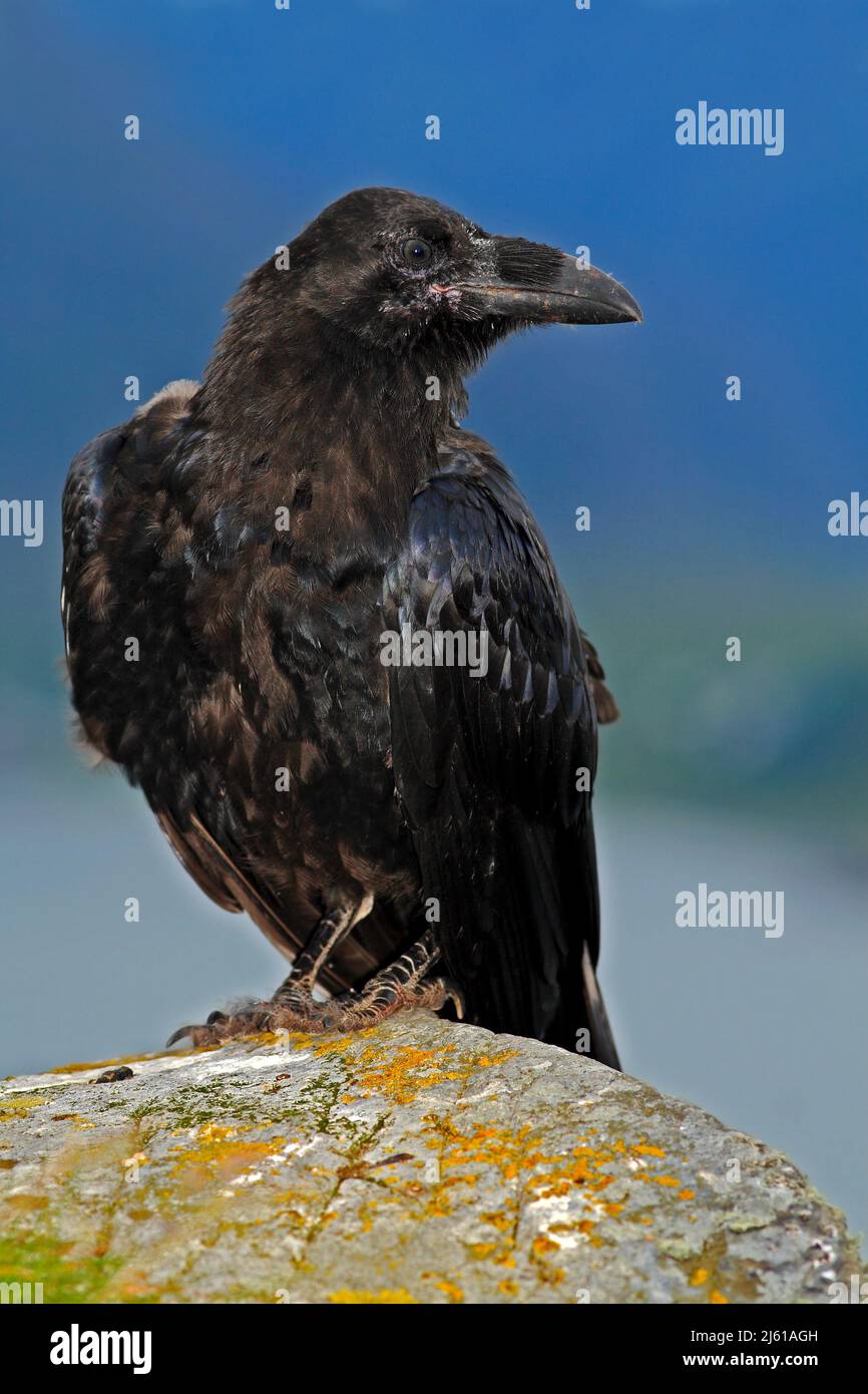 Common raven moss hi-res stock photography and images - Alamy