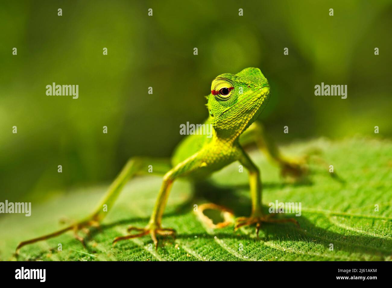 Green lizard. Beautiful animal in the nature habitat. Lizard from ...