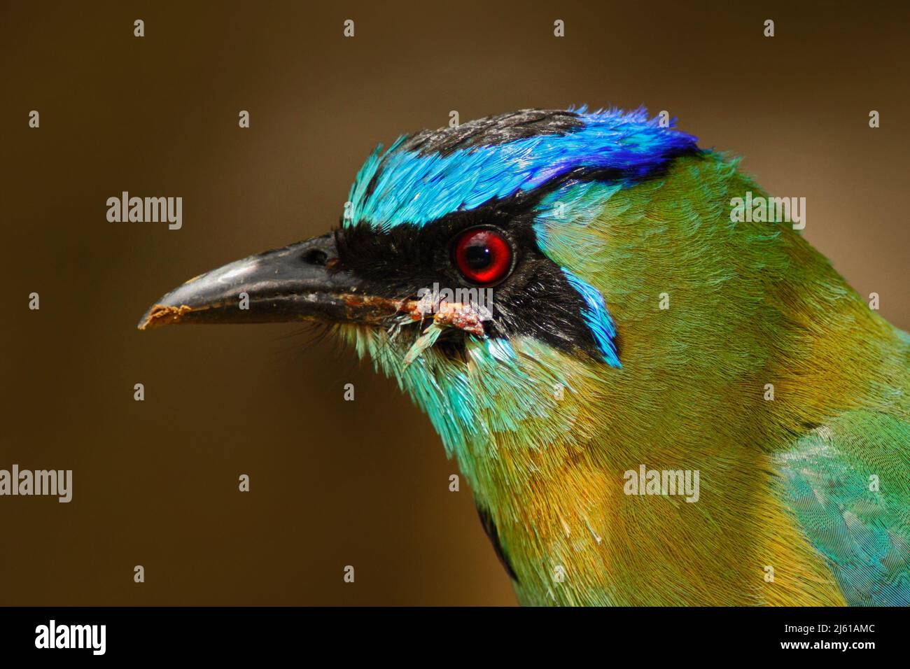 Detail of tropic bird from mountain clouds forest. Motmot, Momotus ...