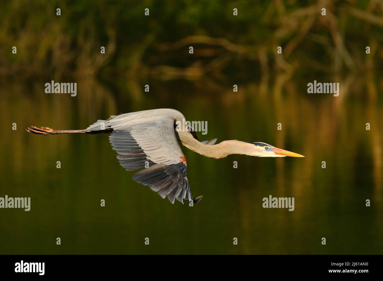 Great Blue Heron, Ardea herodias, in fly. Wildlife in Florida, USA ...