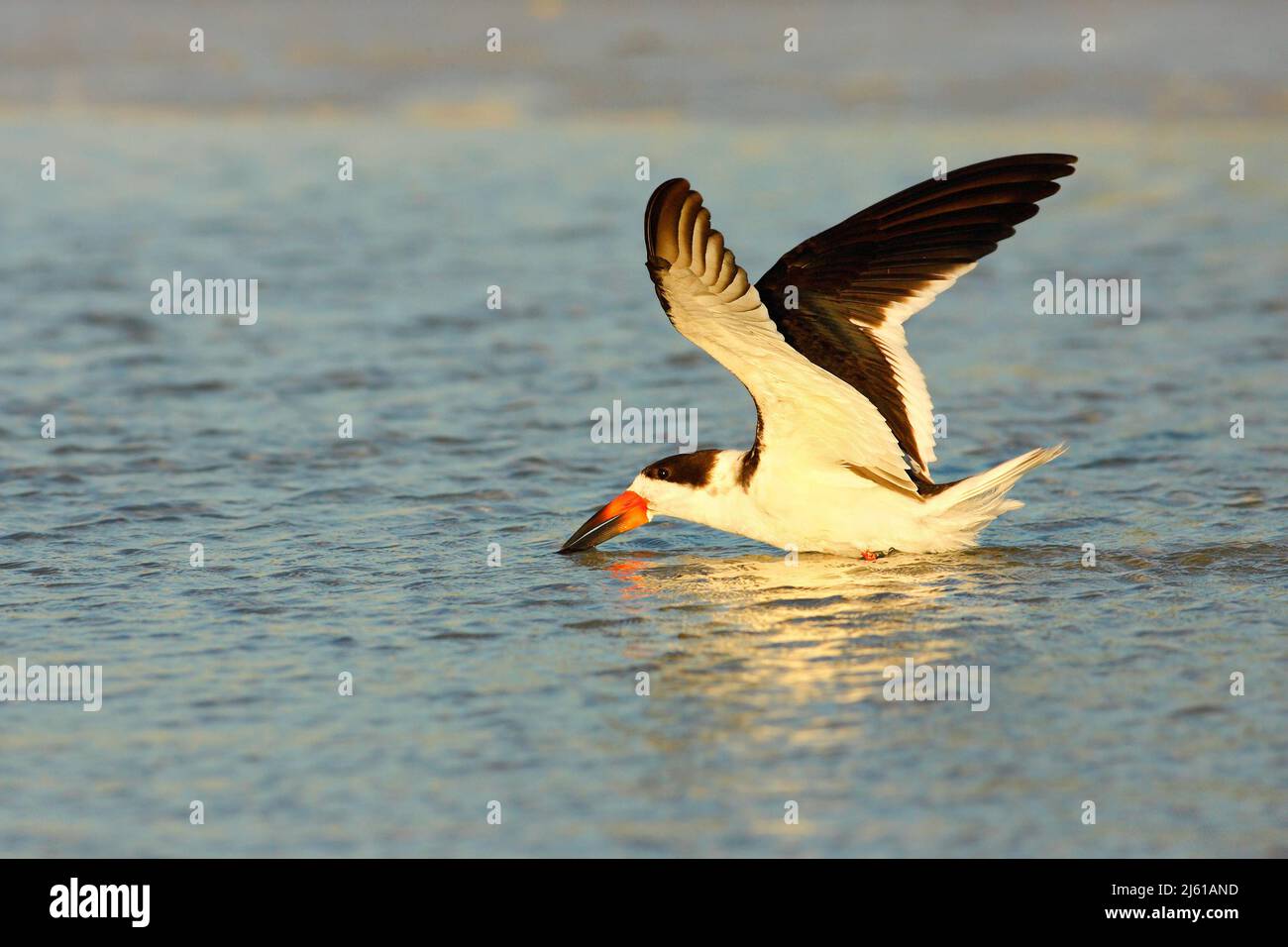 Black Skimmer, Rynchops niger, beautiful tern in the water. Black ...