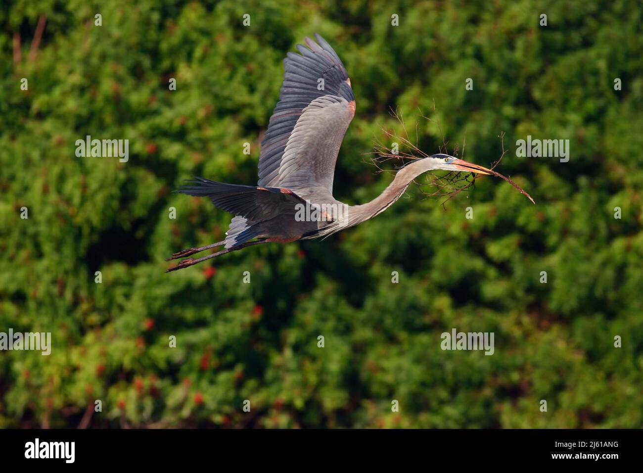 Flying heron in the green forest habitat. Action scene from nature ...