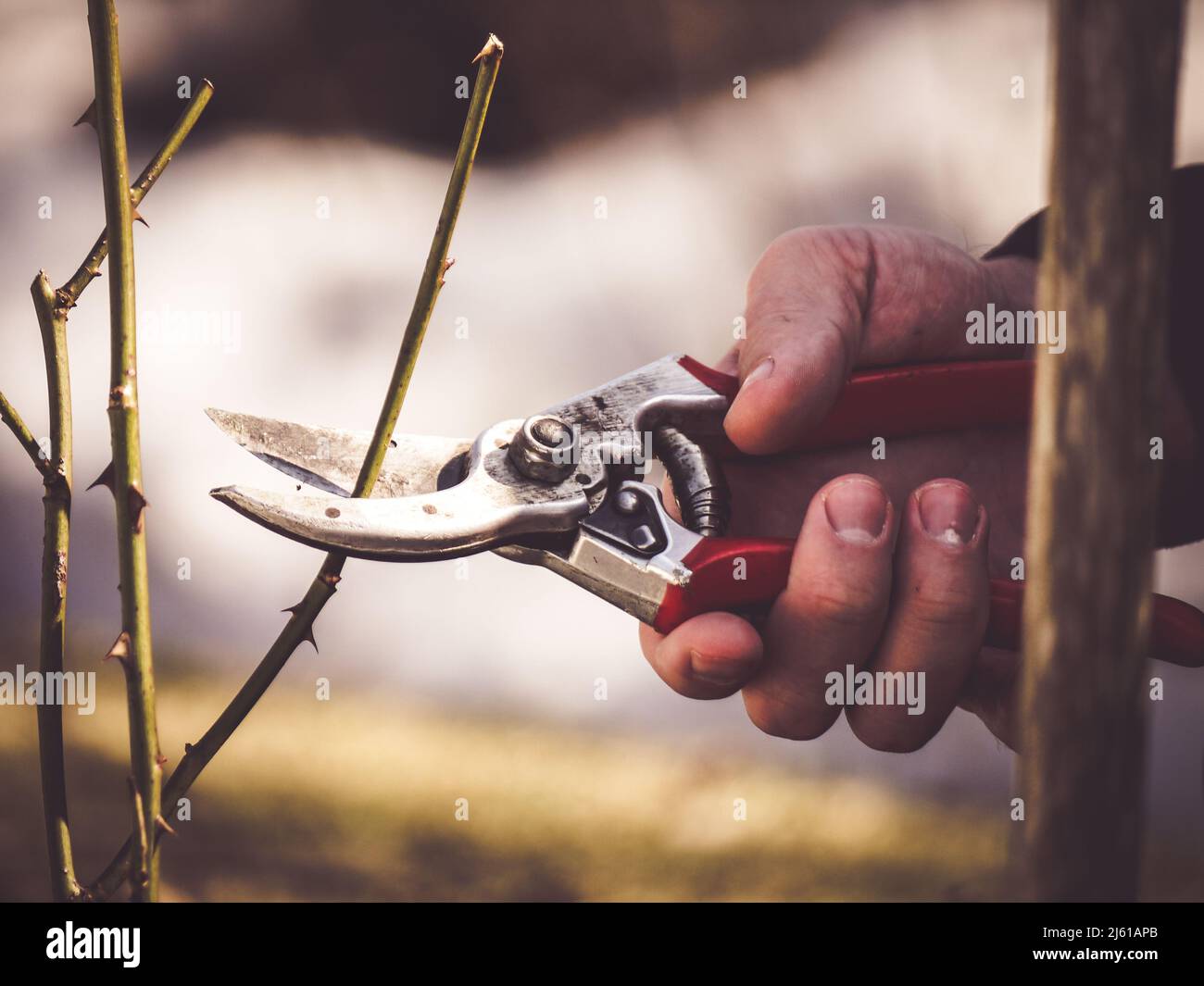 hand holding a pruning shear cutting a rose shrub - a lot of snow at ...