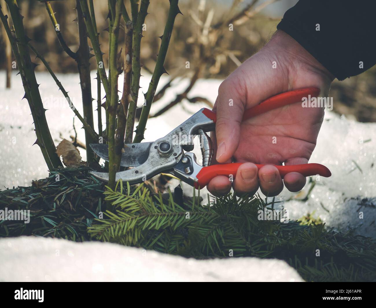 how to prune roses using a shear to cut sucker growth Stock Photo - Alamy