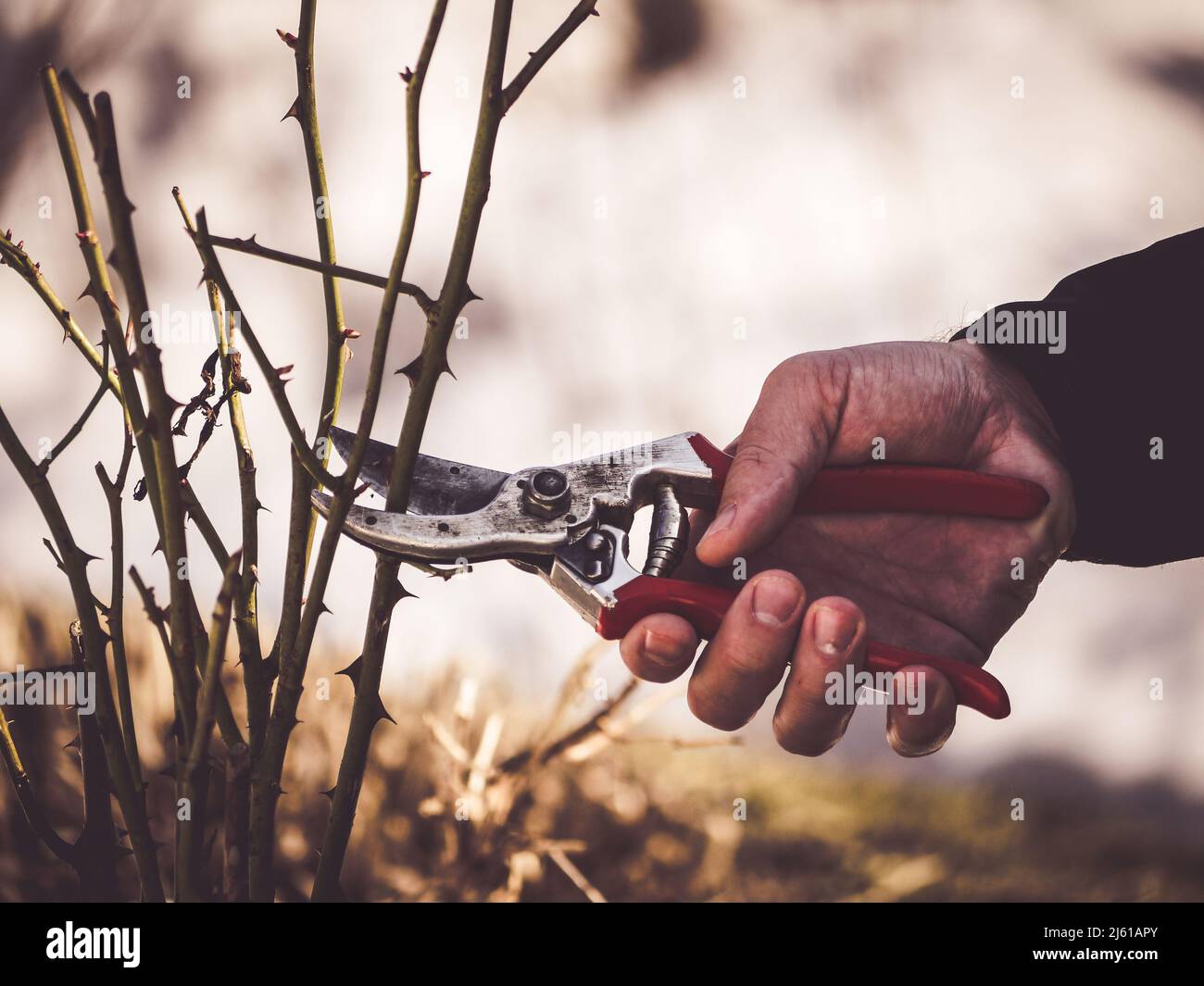 closeup of gardeners hand holding a pruning shear to cut rose branches ...