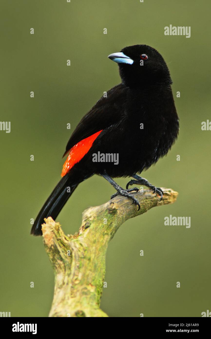 Tanager from tropic forest. Black and red song bird. Scarlet-rumped ...