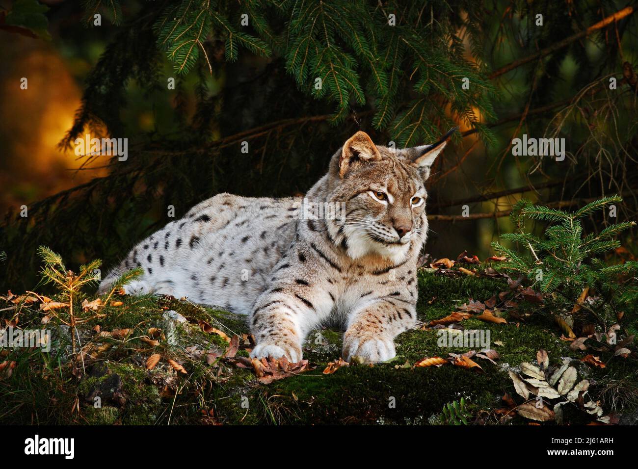 Wild cat in the forest. Lynx in the nature forest habitat. Eurasian ...