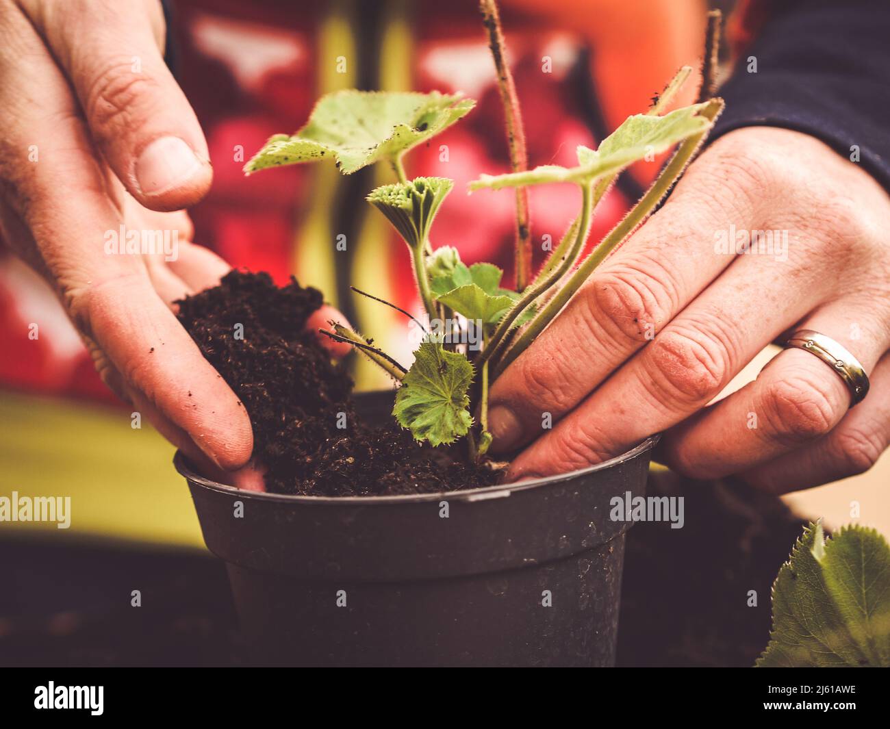 Perennials ladys mantle hi-res stock photography and images - Alamy