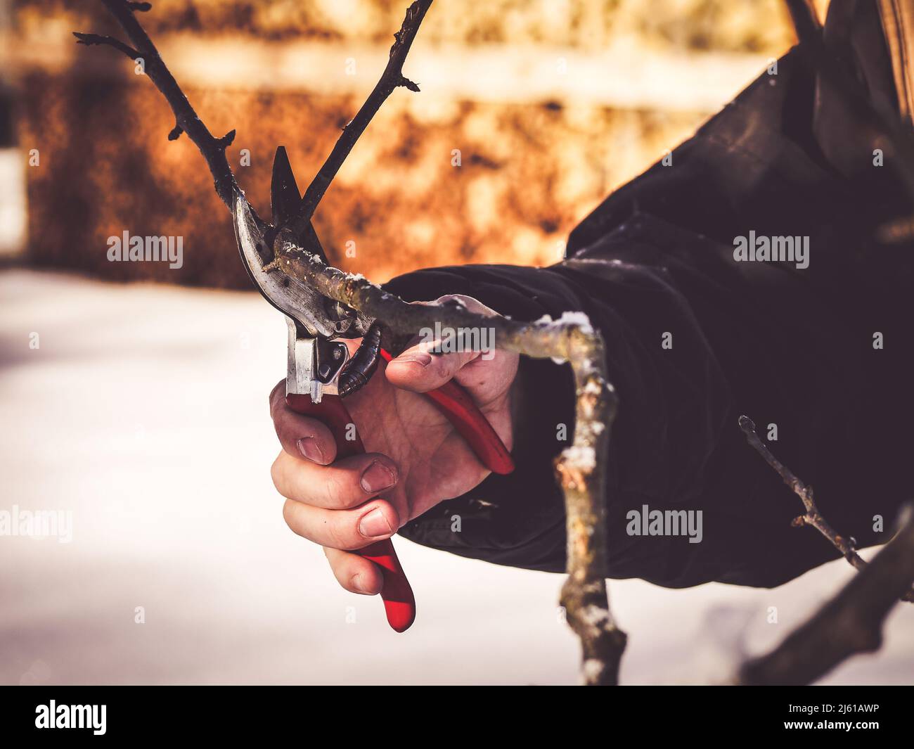 image shows a hand holding a pruning shear to cut a apple tree branch ...