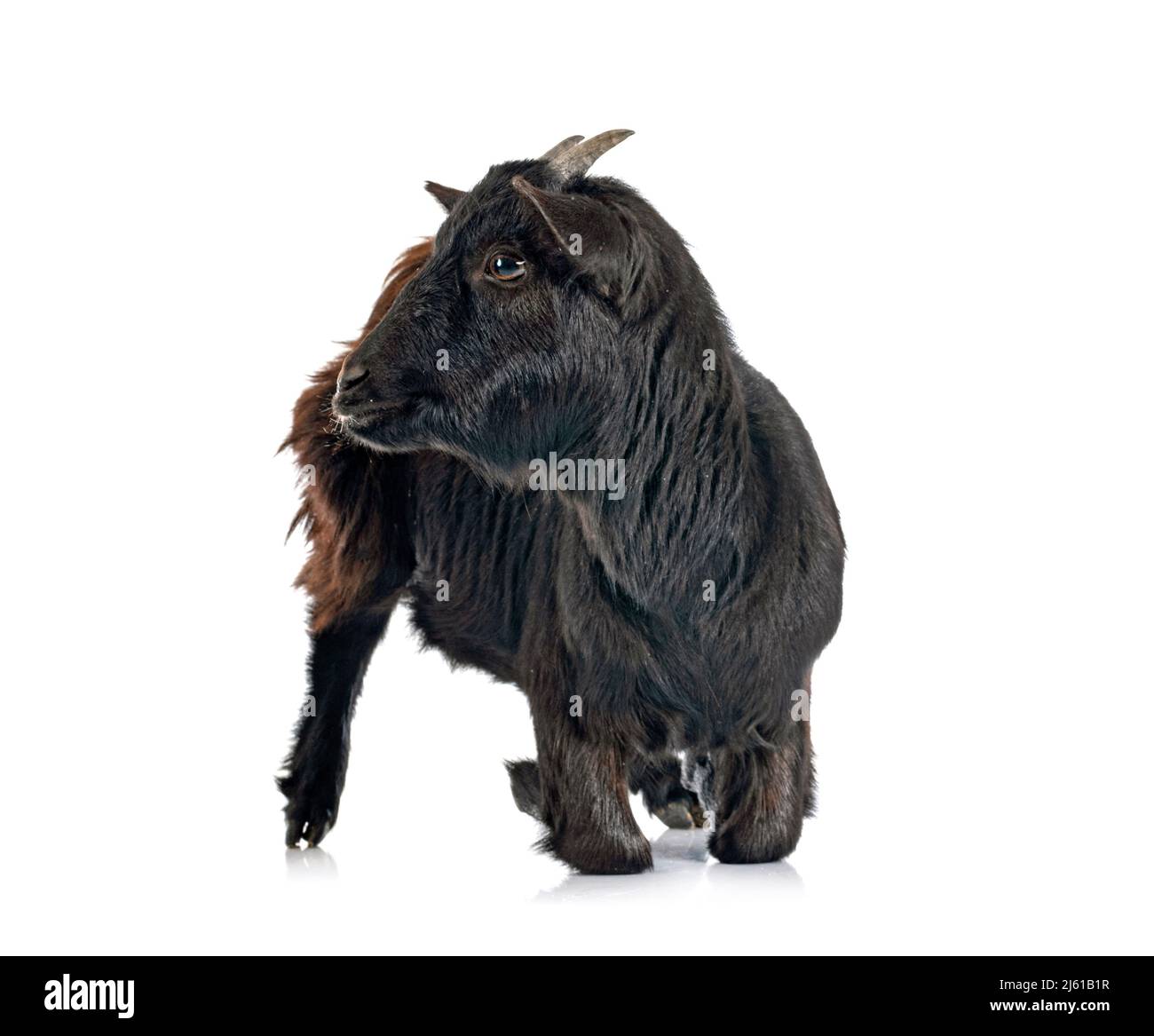 billy goat in front of white background Stock Photo - Alamy