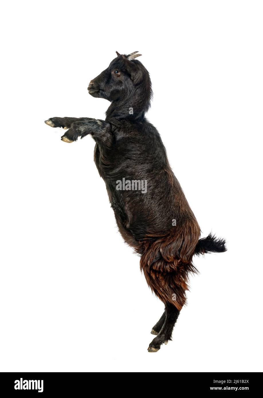 billy goat in front of white background Stock Photo - Alamy