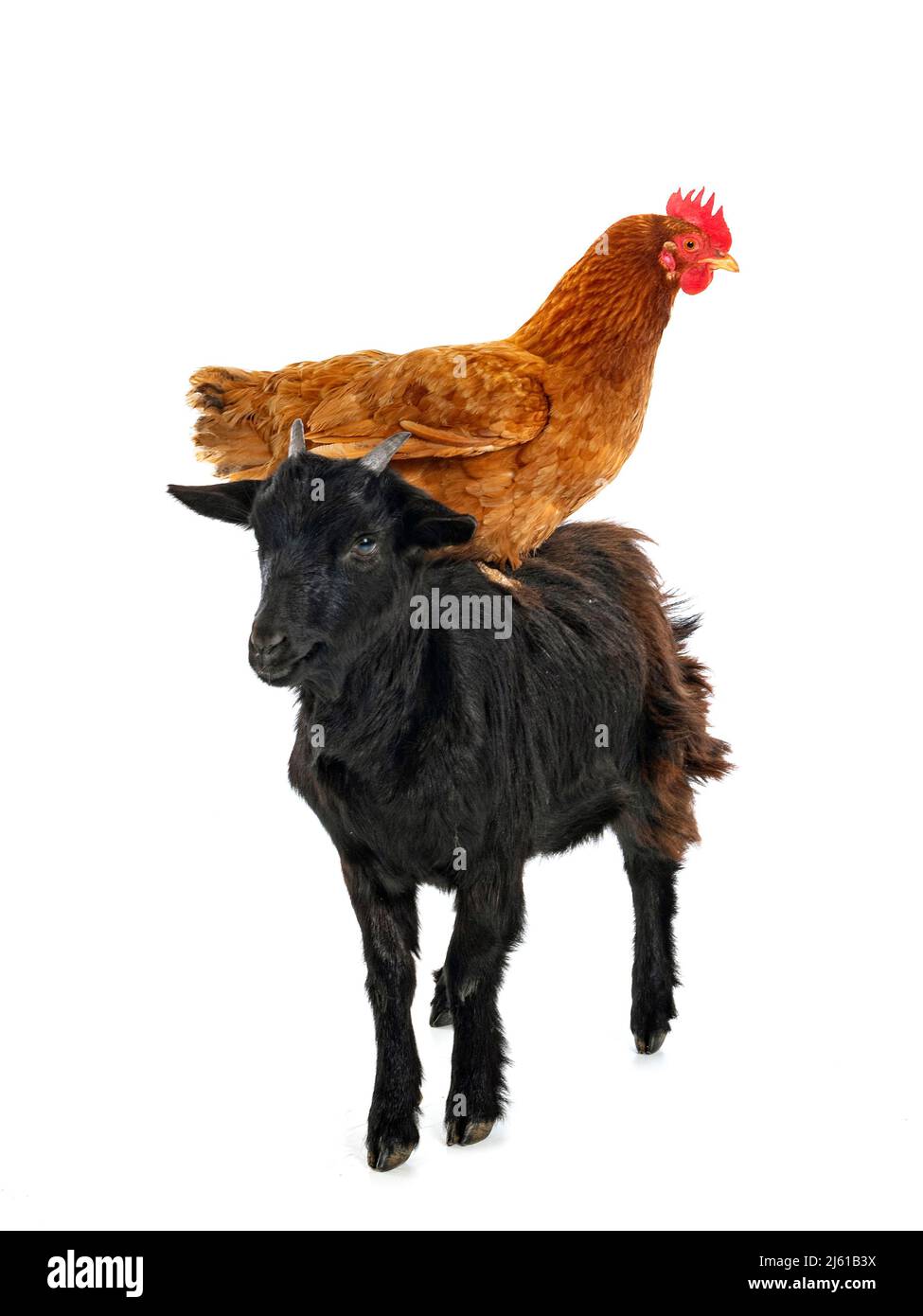 Castrated rooster hi-res stock photography and images - Alamy