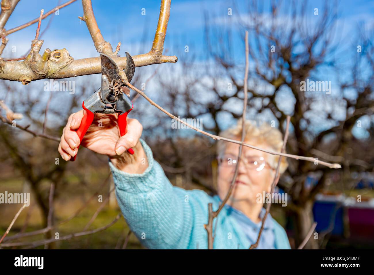 Senior woman is pruning branches of fruit trees in orchard using ...