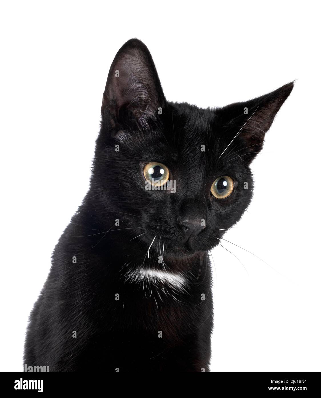 stray cat in front of white background Stock Photo - Alamy