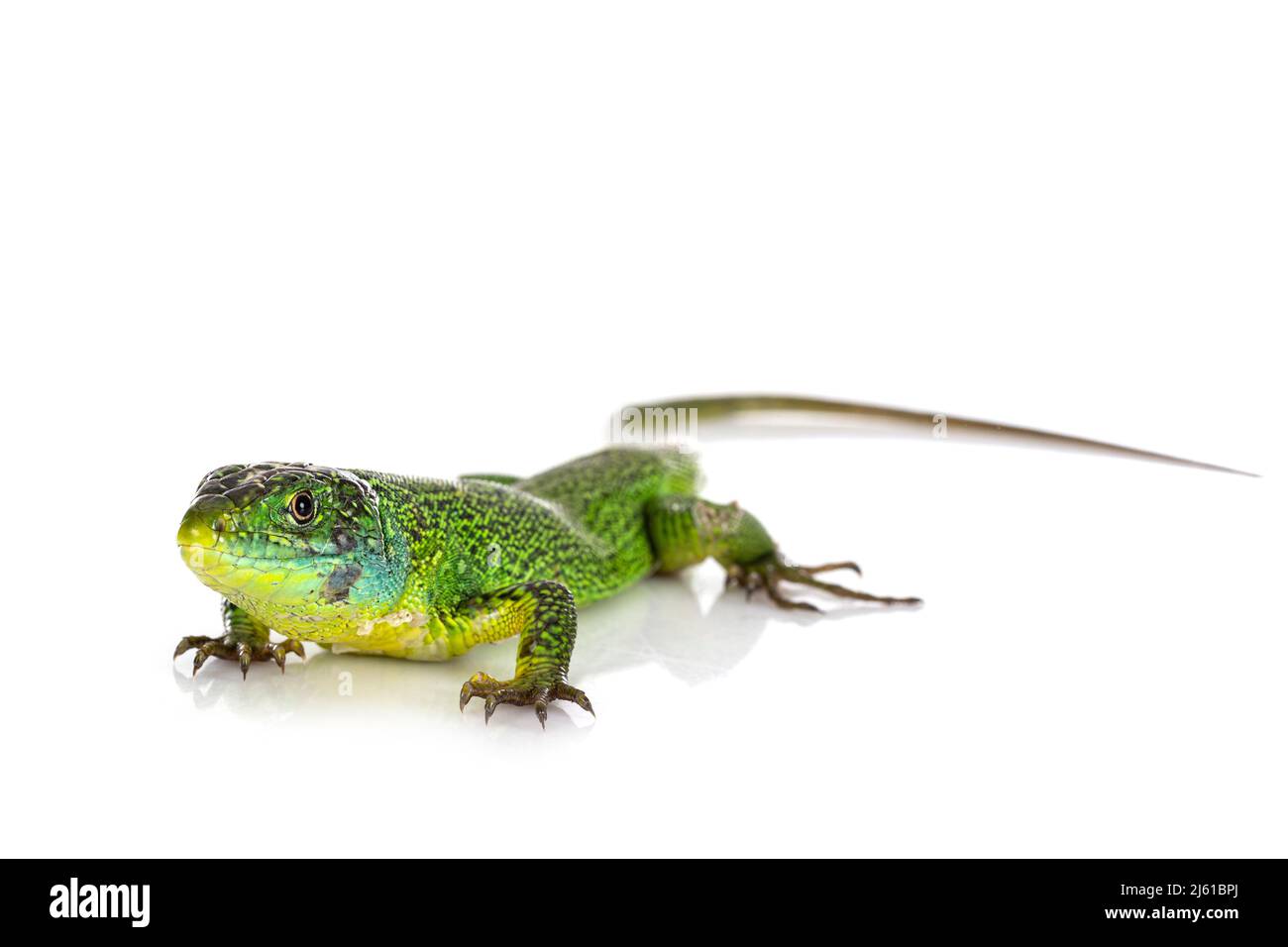 Western green lizard in front of white background Stock Photo - Alamy