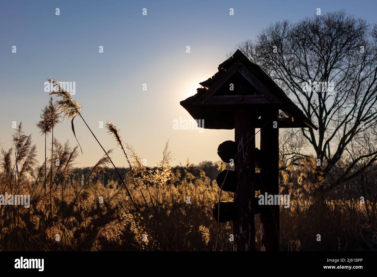 Swamp beds hi-res stock photography and images - Alamy