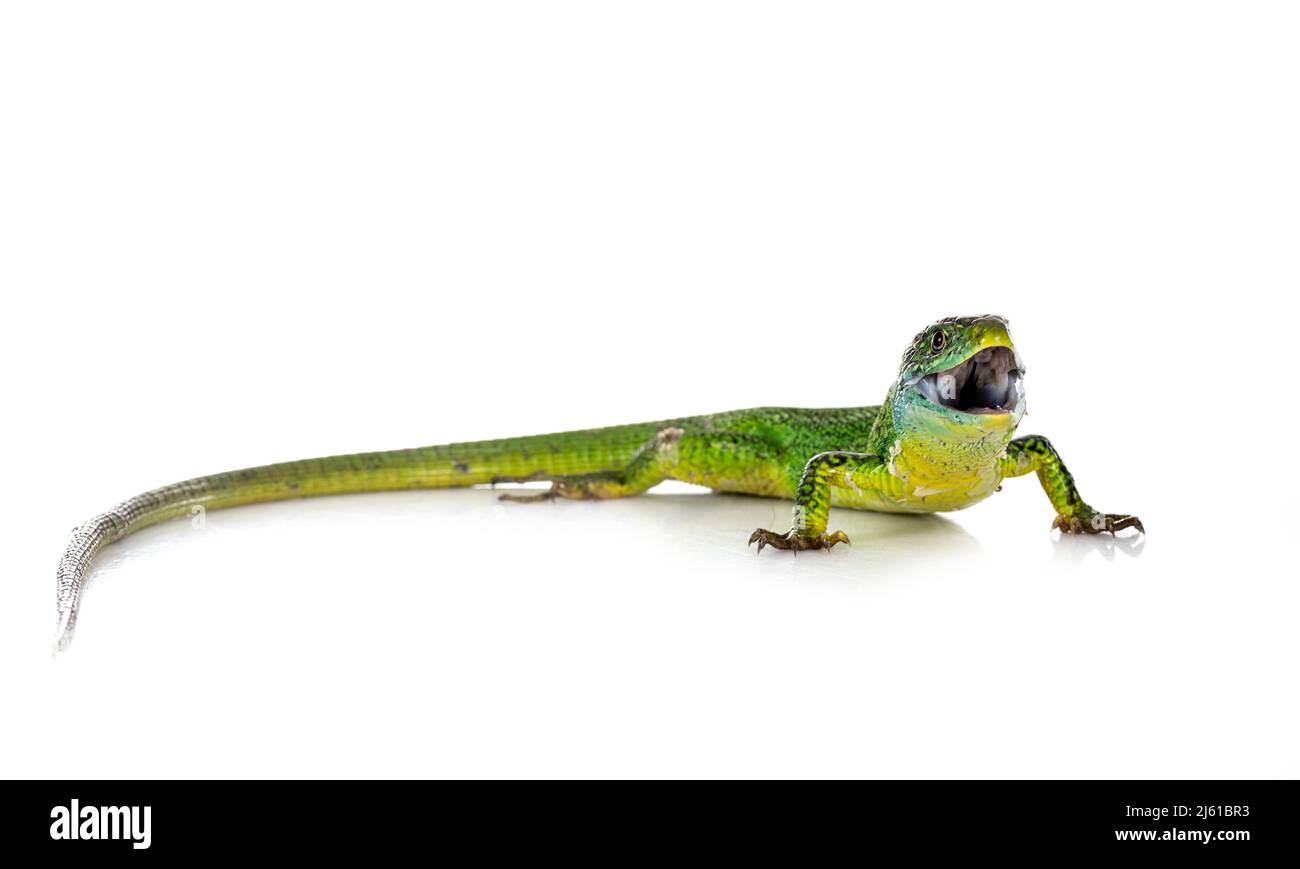Western green lizard in front of white background Stock Photo - Alamy